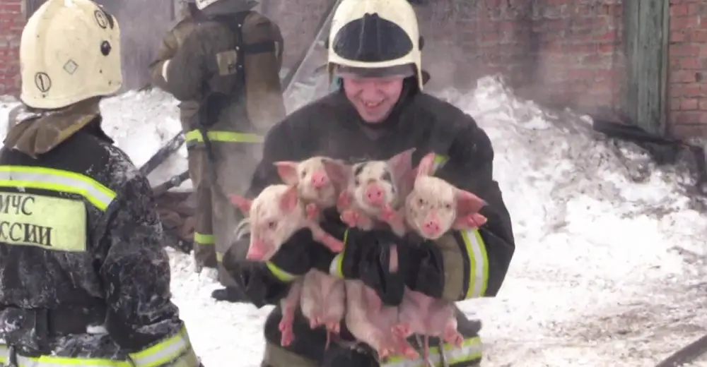 150 Terrified Piglets Get Rescued From Burning Barn, But Their Squeals ...