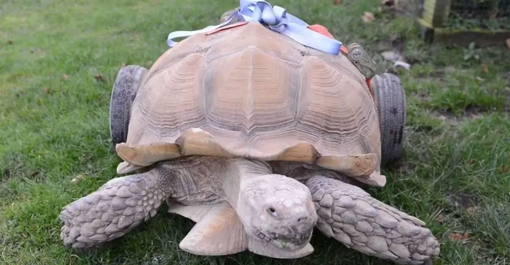 Tortoise Left On Wheels After Over Extending His Legs During Sex Relay Hero