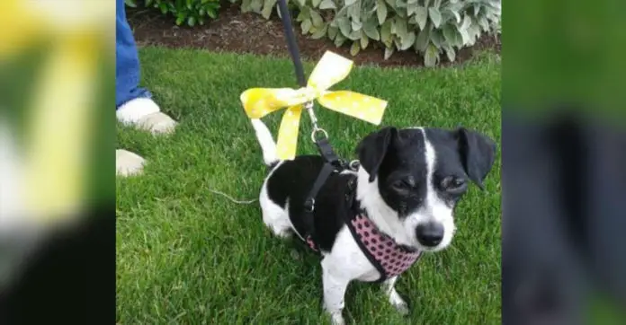 She Tries To Pet A Dog With A Yellow Ribbon. Immediately Regrets Her ...