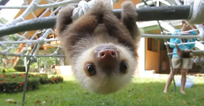 Watch Rescued Baby Sloths Have A Conversation And Try Not To Smile ...