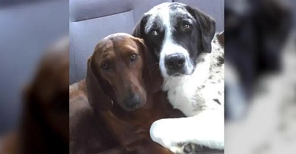 Dog About To Be Adopted Refuses To Leave Without Her Best Friend ...