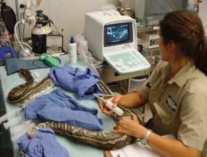 Woman Sleeps With Snake Every Night Gets A Reality Check From Vet