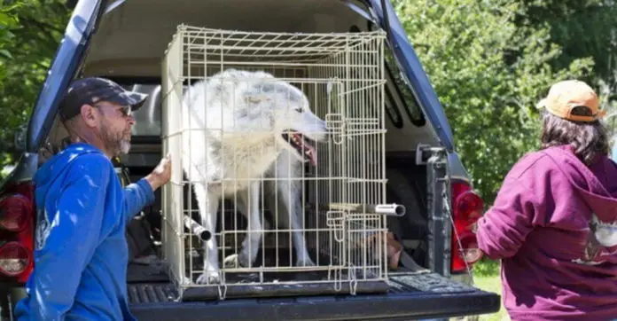 Wolf Was Kept Alone In A Cage For Years – See The Moment He Realizes He ...