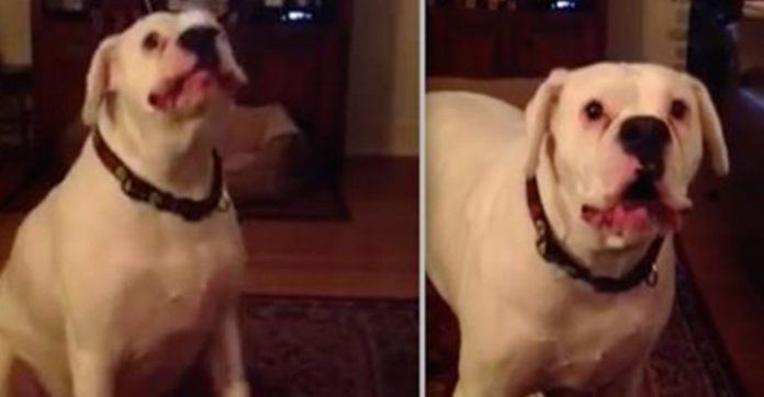 Grumpy Boxer Argues With Owner Over Bedtime Curfew (VIDEO) - Relay Hero