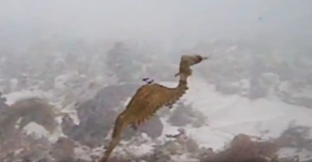 Turns Out These Sea Dragons Are Real — And Scientists Just Saw One For ...