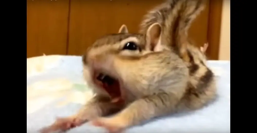 Pet Chipmunk's Funny Reaction After Seeing Fresh Bedsheets Is Just Too ...