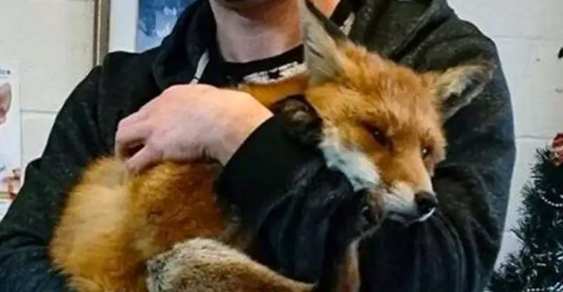 Man Slowly Approached An Injured Fox And Within 20 Minutes They Were ...