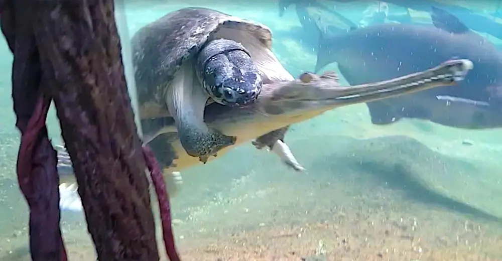 People Recording Animals In Aquarium Stunned To See Turtle Hitch A Ride ...