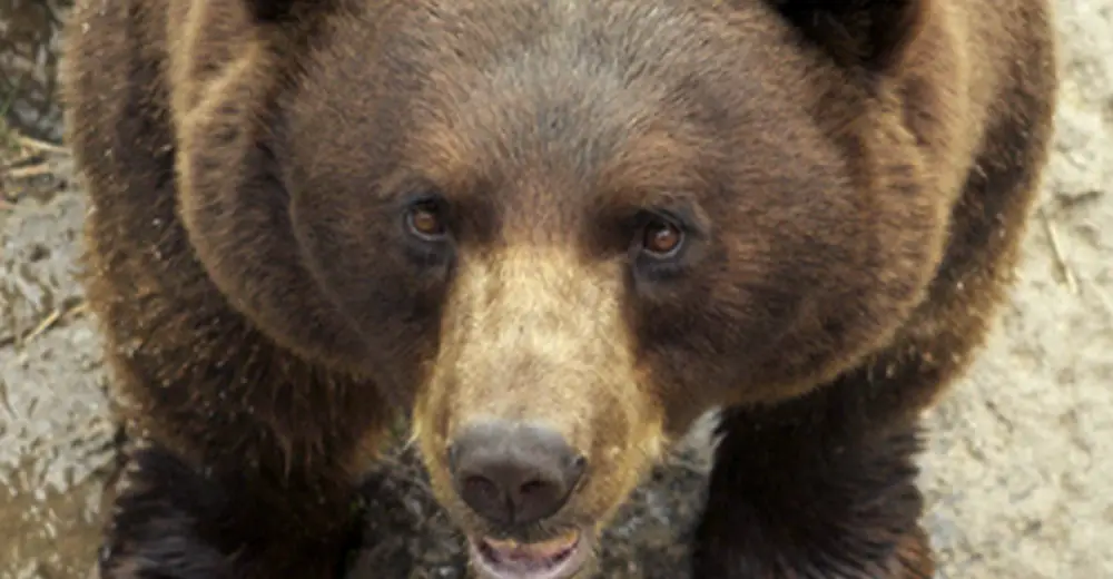 12 Animal Heroes Who Stepped In To Save People’s Lives When All Hope ...