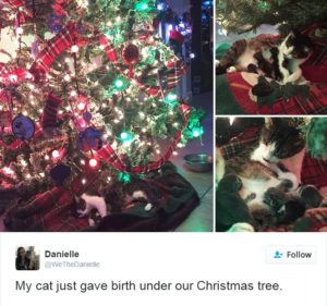 Pictures Of 15 Cats That Went Viral On The Internet This Year - Page 3 ...