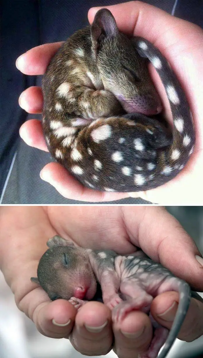 10+ Rare Animal Babies You’ve Probably Never Seen Before - Relay Hero