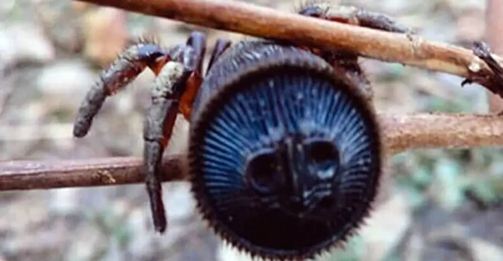 Farmer Finds One Of The World’s Rarest Creatures — And Now He Wants To ...