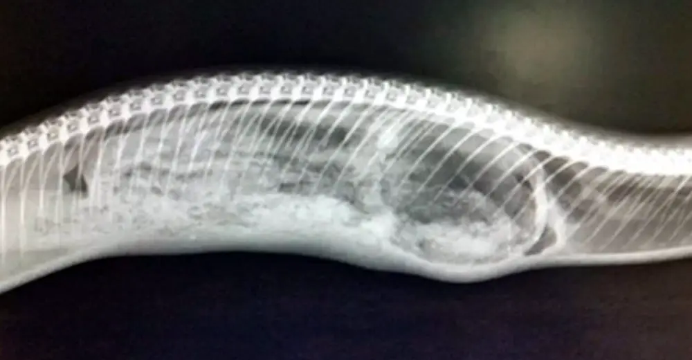 Family Finds Huge Snake In Their House With Something Chilling Inside ...