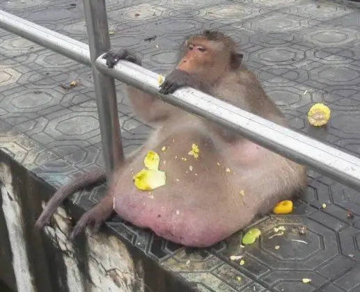 Severely Overfed Monkey To Get Treatment For Obesity To Help Him Lose ...