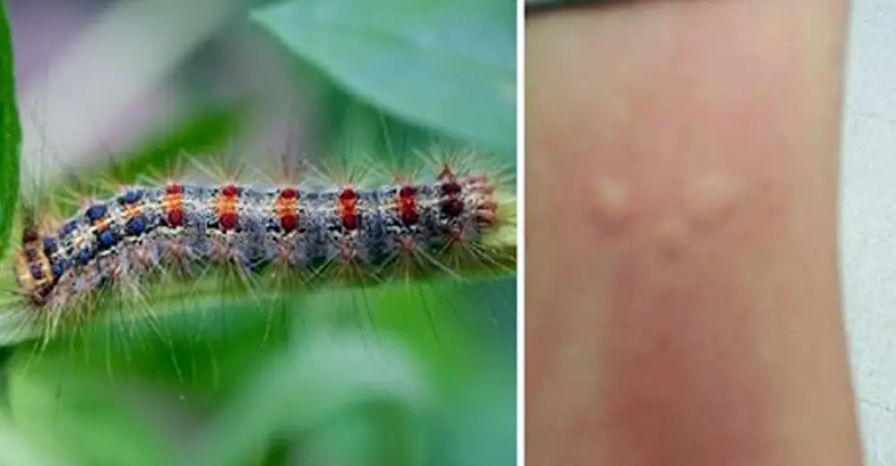 People Are Being Warned About Gypsy Moth Caterpillars And The Terrible ...