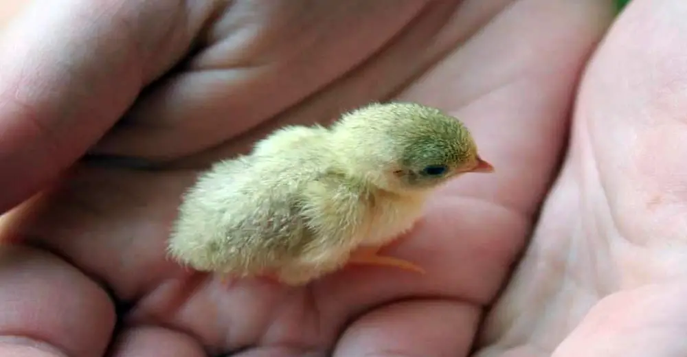 These Button Quail Chicks Are Super Tiny, Super Cute, And Are ...