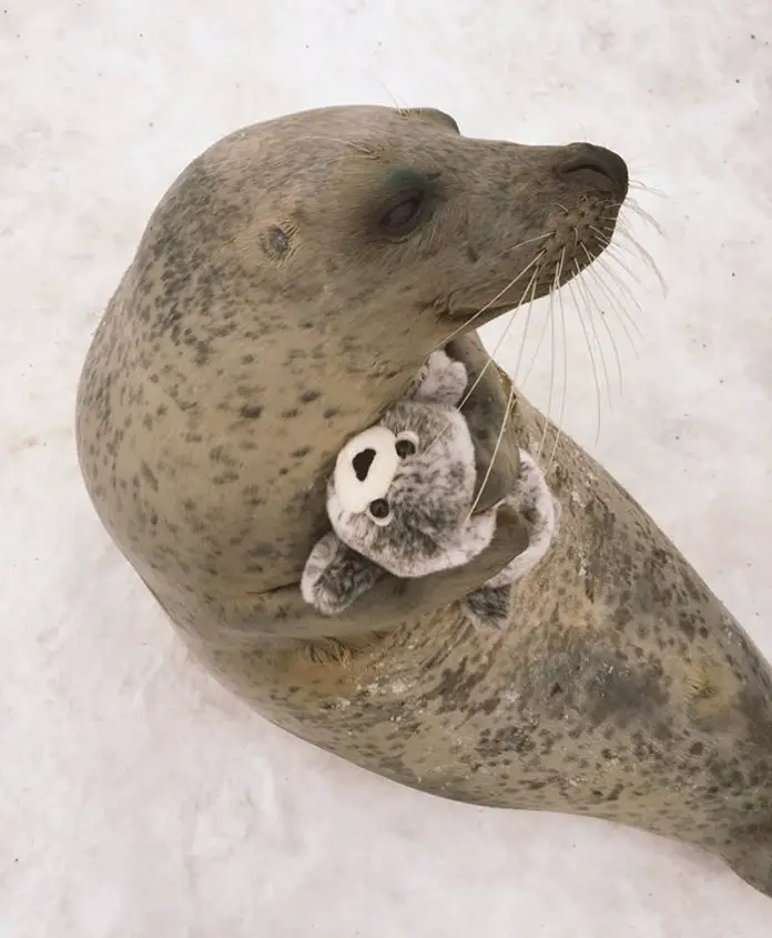 Seal Finds A Toy Version Of Himself - Now He Can't Stop Hugging It ...