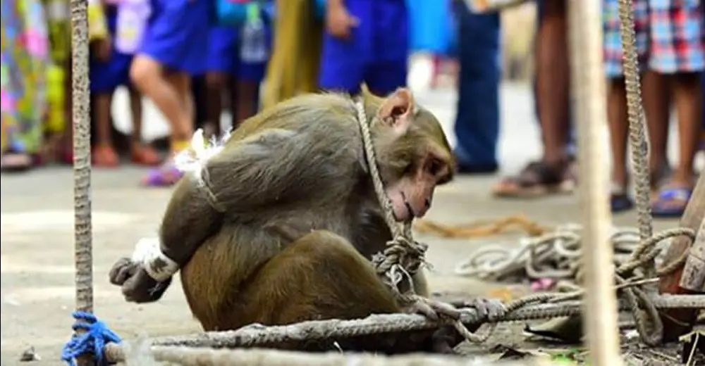 Monkey Gets Bizarre Punishment, And Awful Crowd Gathers To Cheer ...