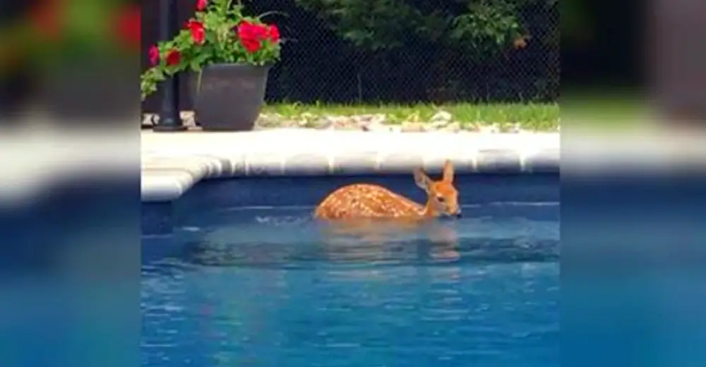 Baby Deer Squeezes Through Fence Gap Everyday, And Cools Off In A ...