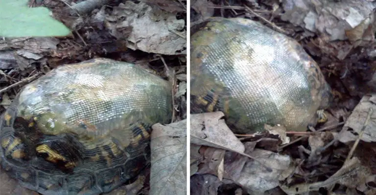 Vet Uses Fiberglass To Fix Turtle’s Shell Broken In Car Accident And ...