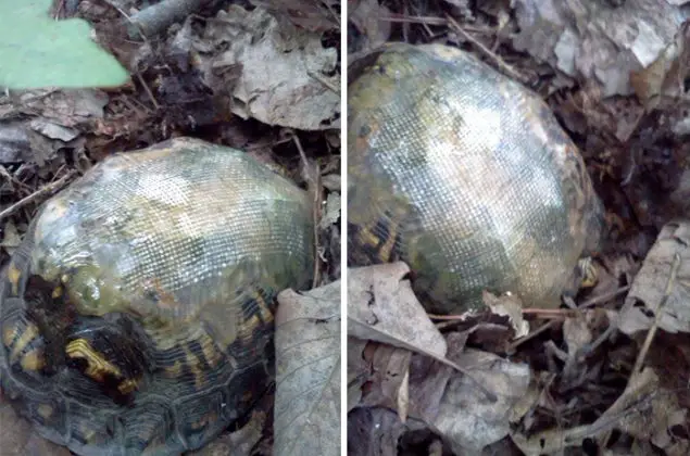 Vet Uses Fiberglass To Fix Turtle’s Shell Broken In Car Accident And ...
