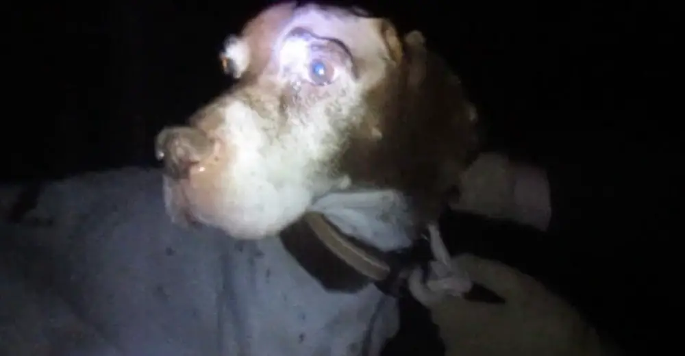 Found At Night, This Dog Was Tied To A Tree So He Couldn’t Follow His ...
