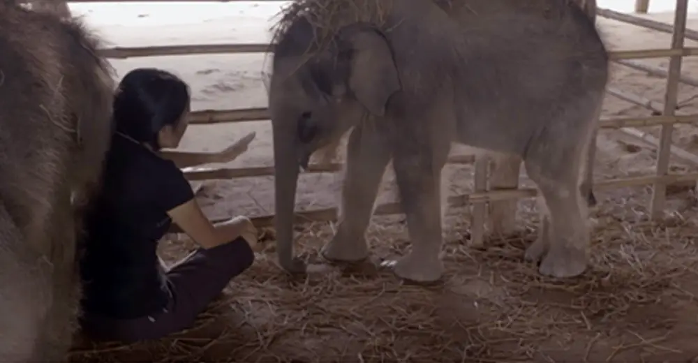 Baby Elephants Who Are Too Scared To Sleep, Find Peace When They Meet ...