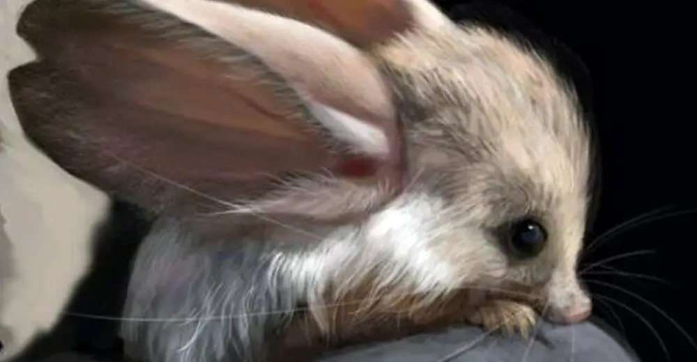 You’ve Probably Never Heard Of This Adorable Creature… And It’s About ...