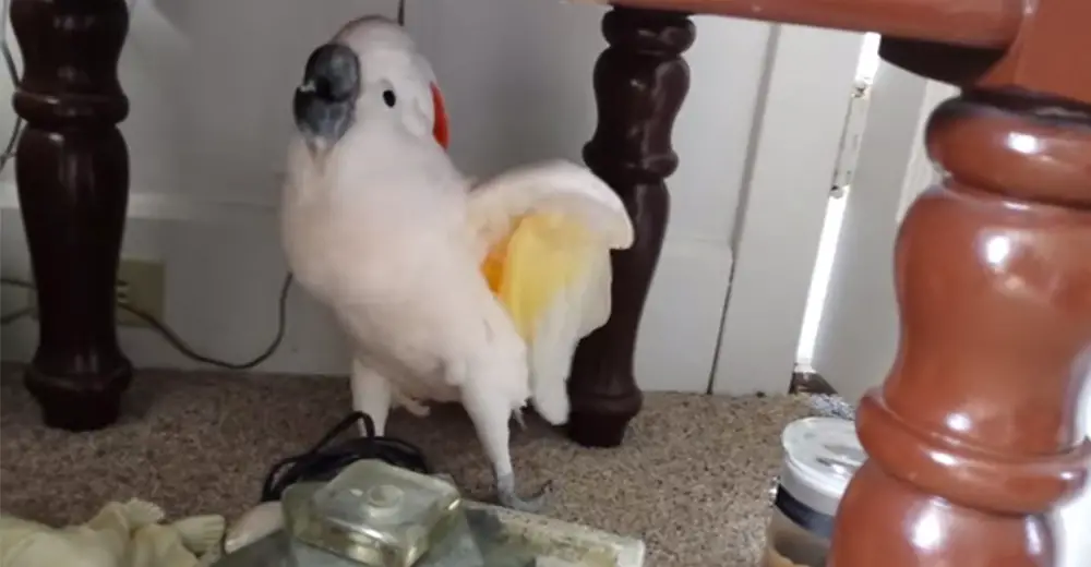Hilarious Cockatoo Doesnt Want To Go To The Vet And His Reaction Is Just Too Funny Relay Hero