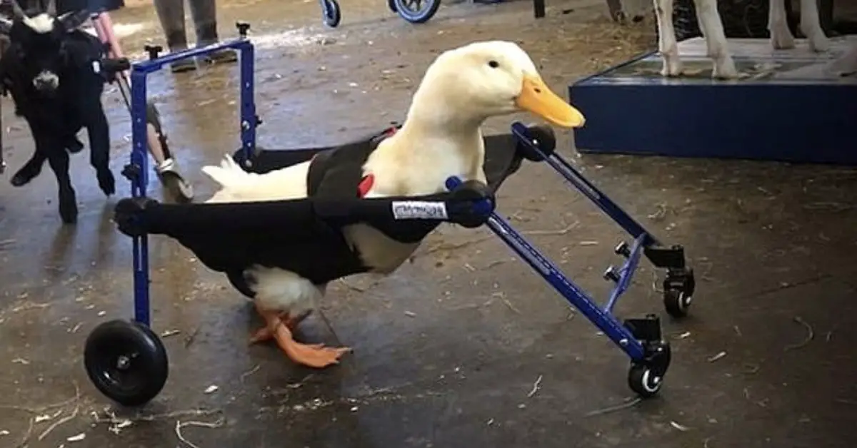 Disabled Duck Gets To Waddle Thanks To Specially Designed Wheelchair