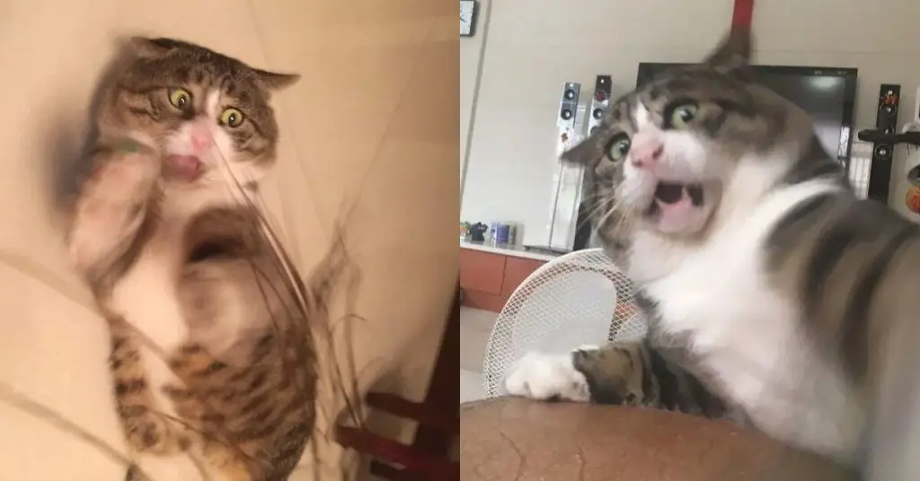This Cat Has Become A Sensation For Its Hilariously Dramatic Reactions