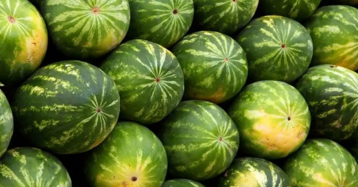 Here's How To Pick A Good And Ripe Watermelon