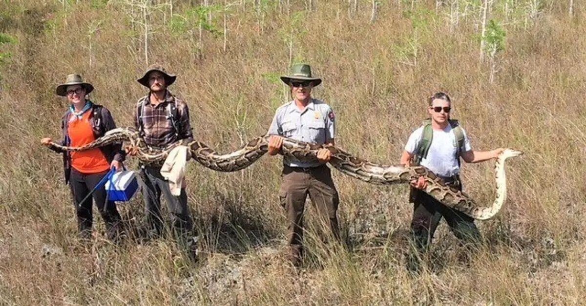 17-Foot-Long, 140-Pound Python Captured In The Florida Everglades