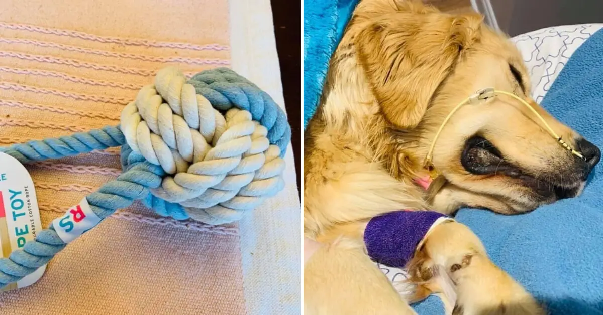 Dog Owner Warns About Rope Toys After Her Golden Retriever Dies